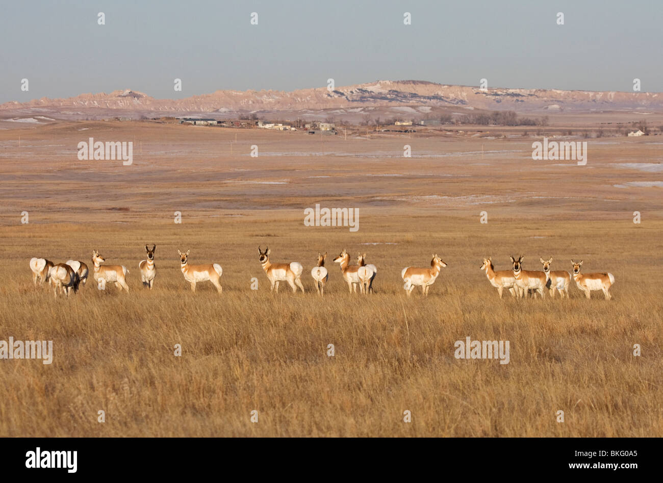 South Dakota Badlands Antelope Stock Photo - Alamy