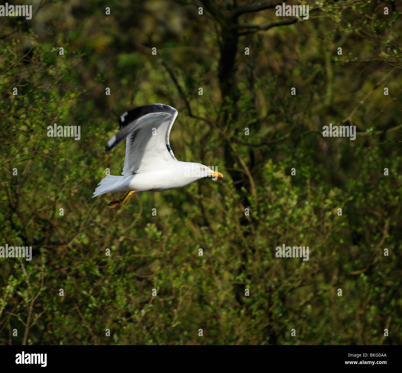 Lesser Black-backed gull soaring through green woods Stock Photo - Alamy