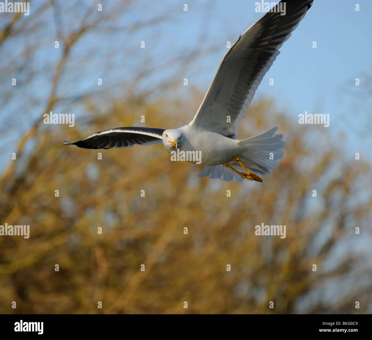 Lesser Black-backed gull turns its head in flight passing and staring ...