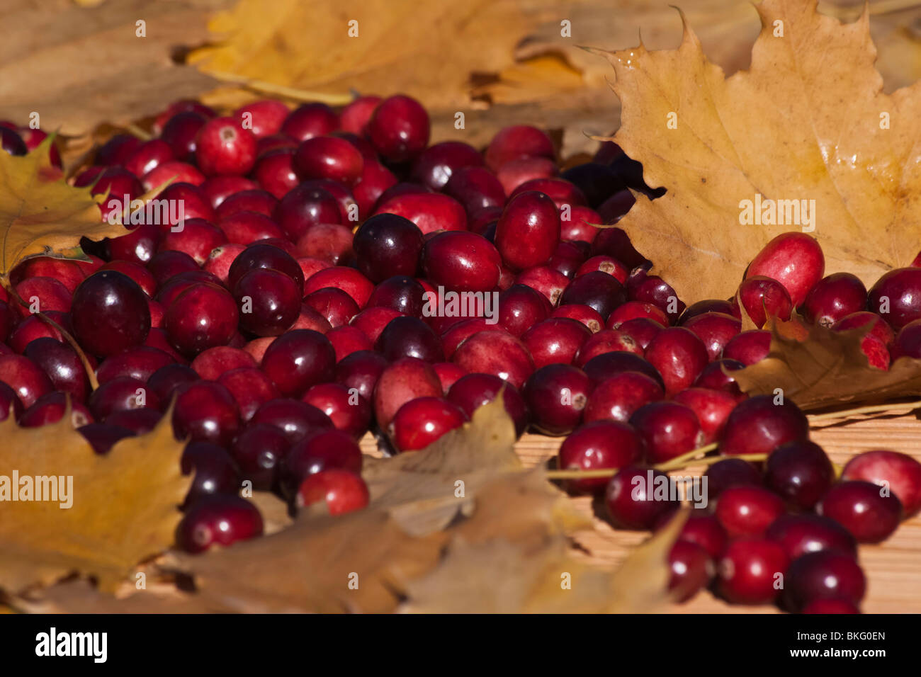 Cranberries growing fruit hi-res stock photography and images - Alamy