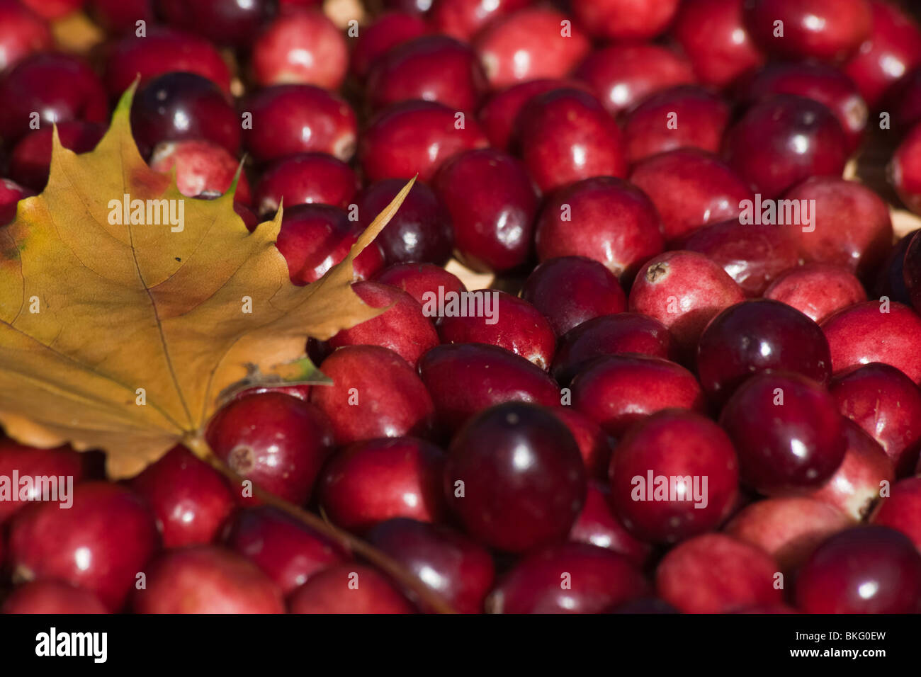 Cranberries growing fruit hi-res stock photography and images - Alamy