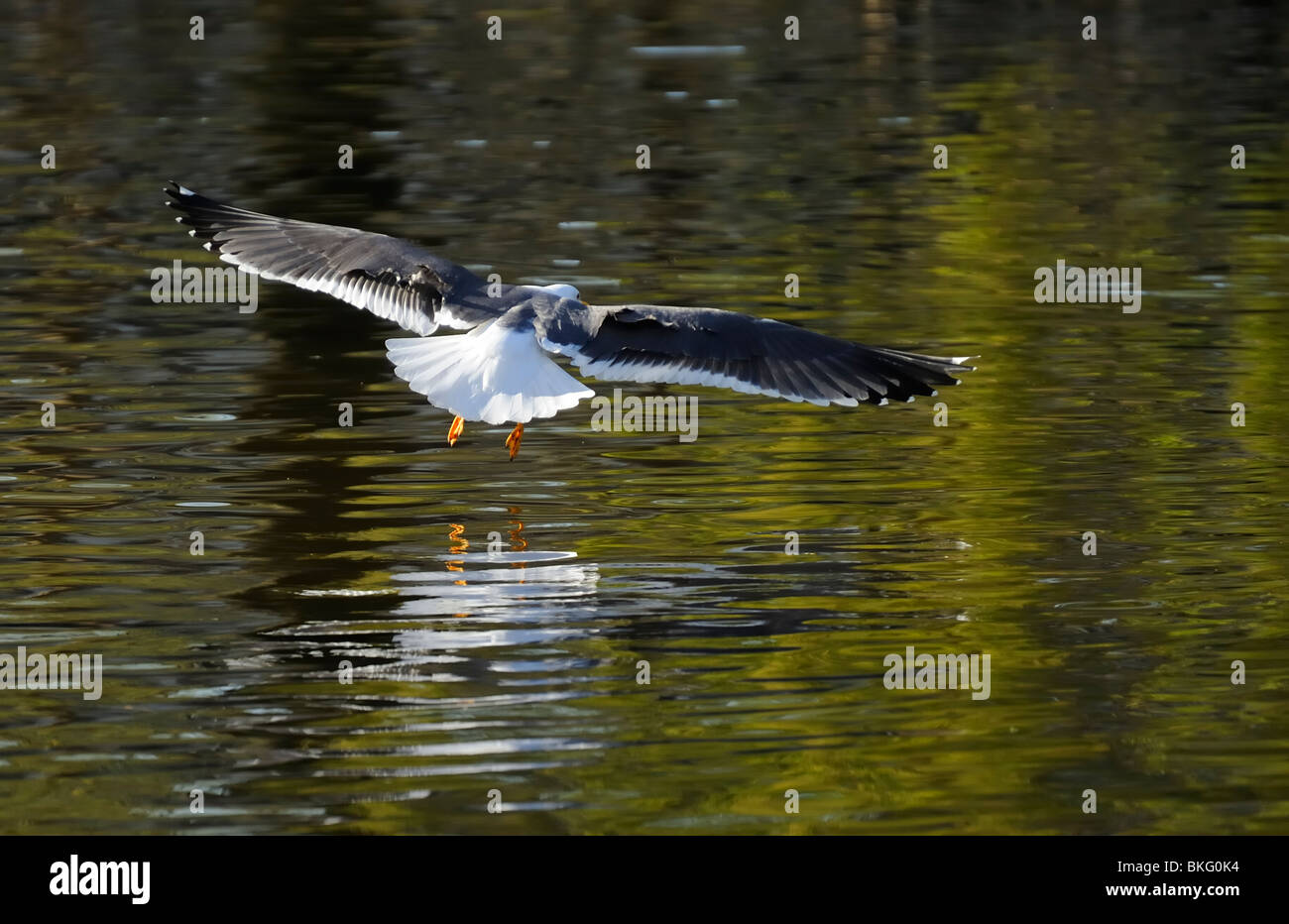 Flying seagull with reflection on lake hi-res stock photography and ...
