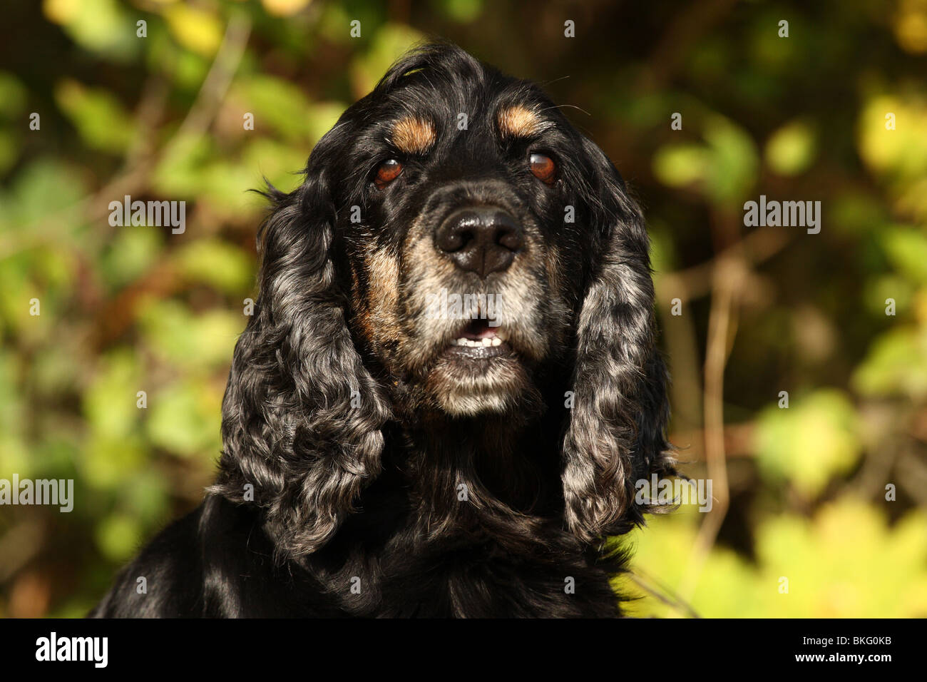 Cocker Spaniel Portrait Stock Photo - Alamy
