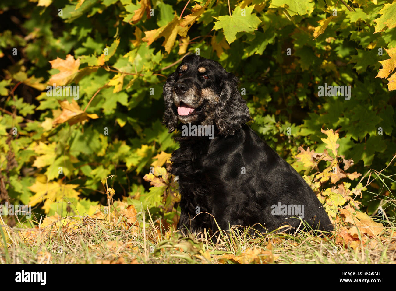 Cocker spaniel hund hunde hi-res stock photography and images - Alamy