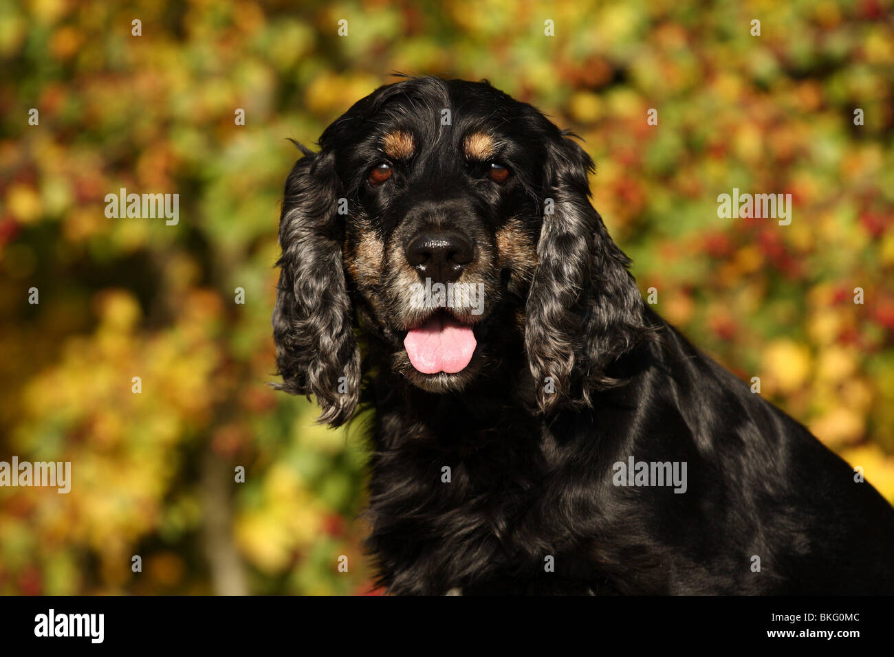Cocker Spaniel Portrait Stock Photo - Alamy