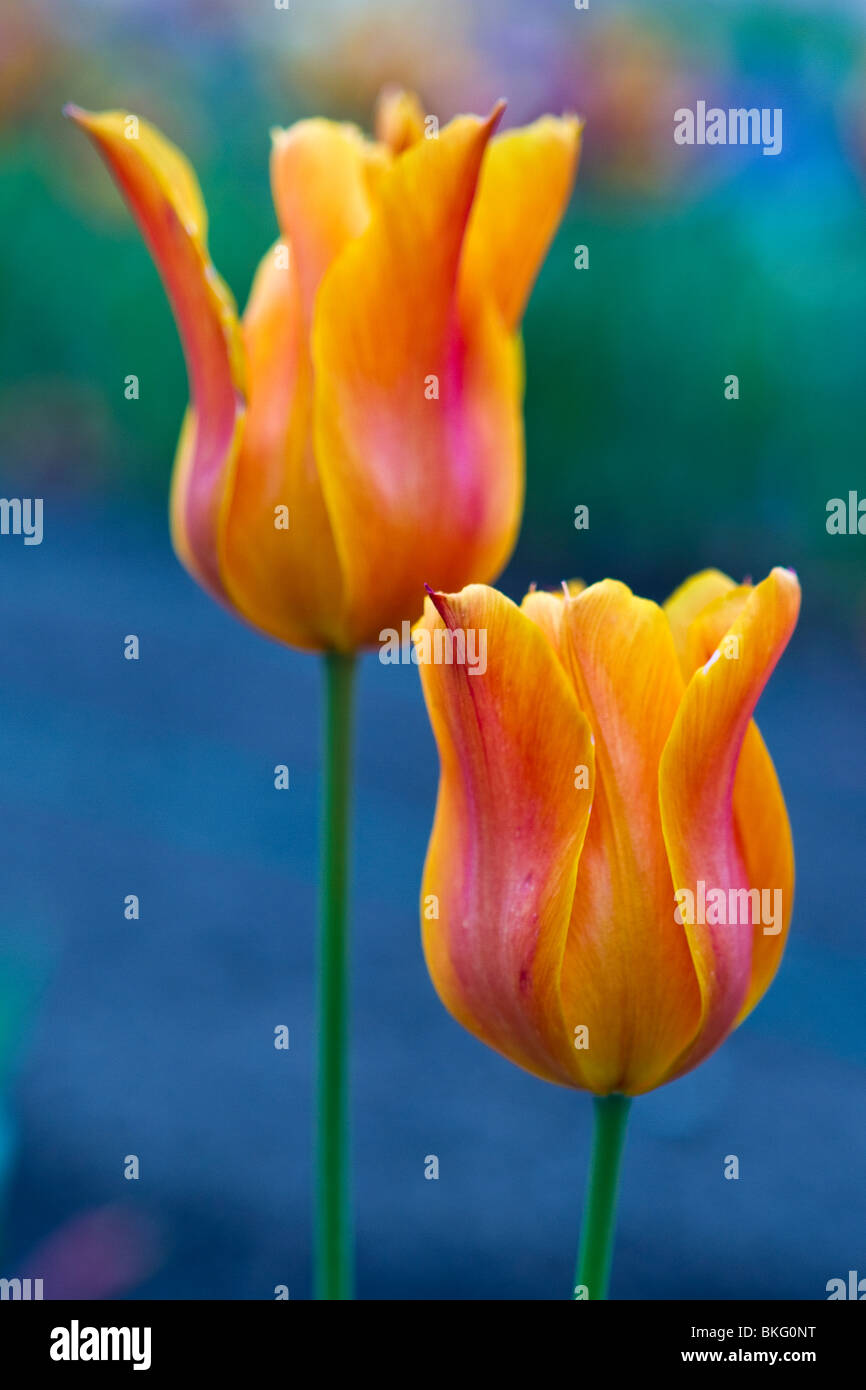 Two tulips ballerina Stock Photo - Alamy