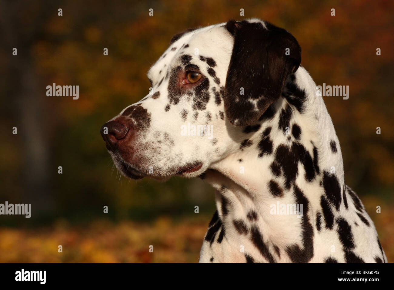 Dalmatiner Portrait / Dalmatian Portrait Stock Photo - Alamy