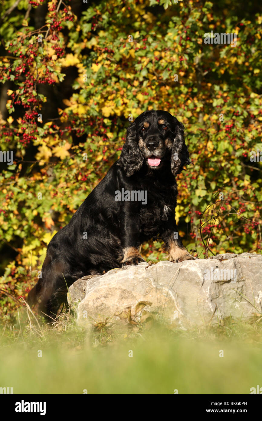 Cocker spaniel hund hunde hi-res stock photography and images - Alamy