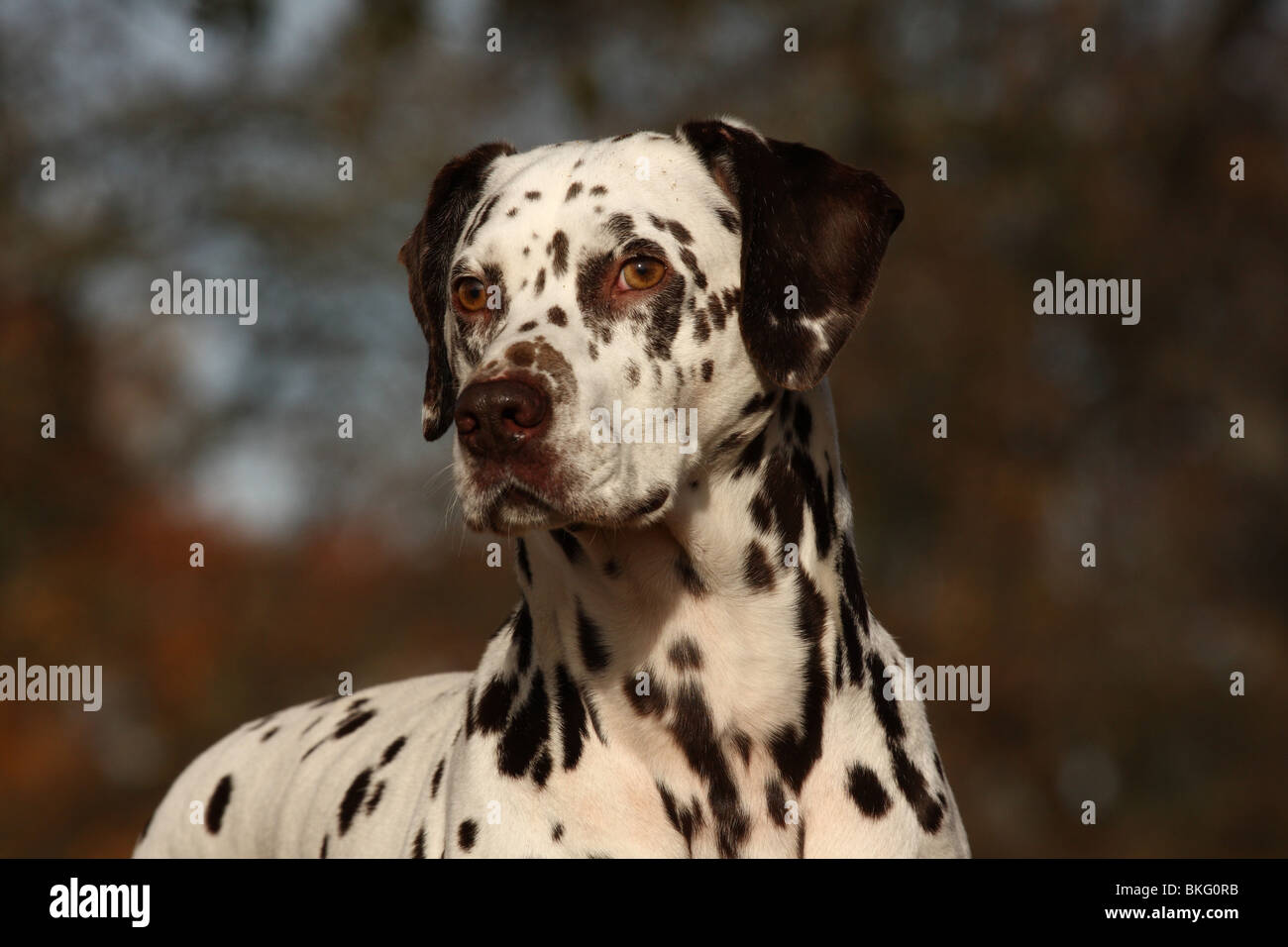 Brown and black dalmatians hi-res stock photography and images - Alamy