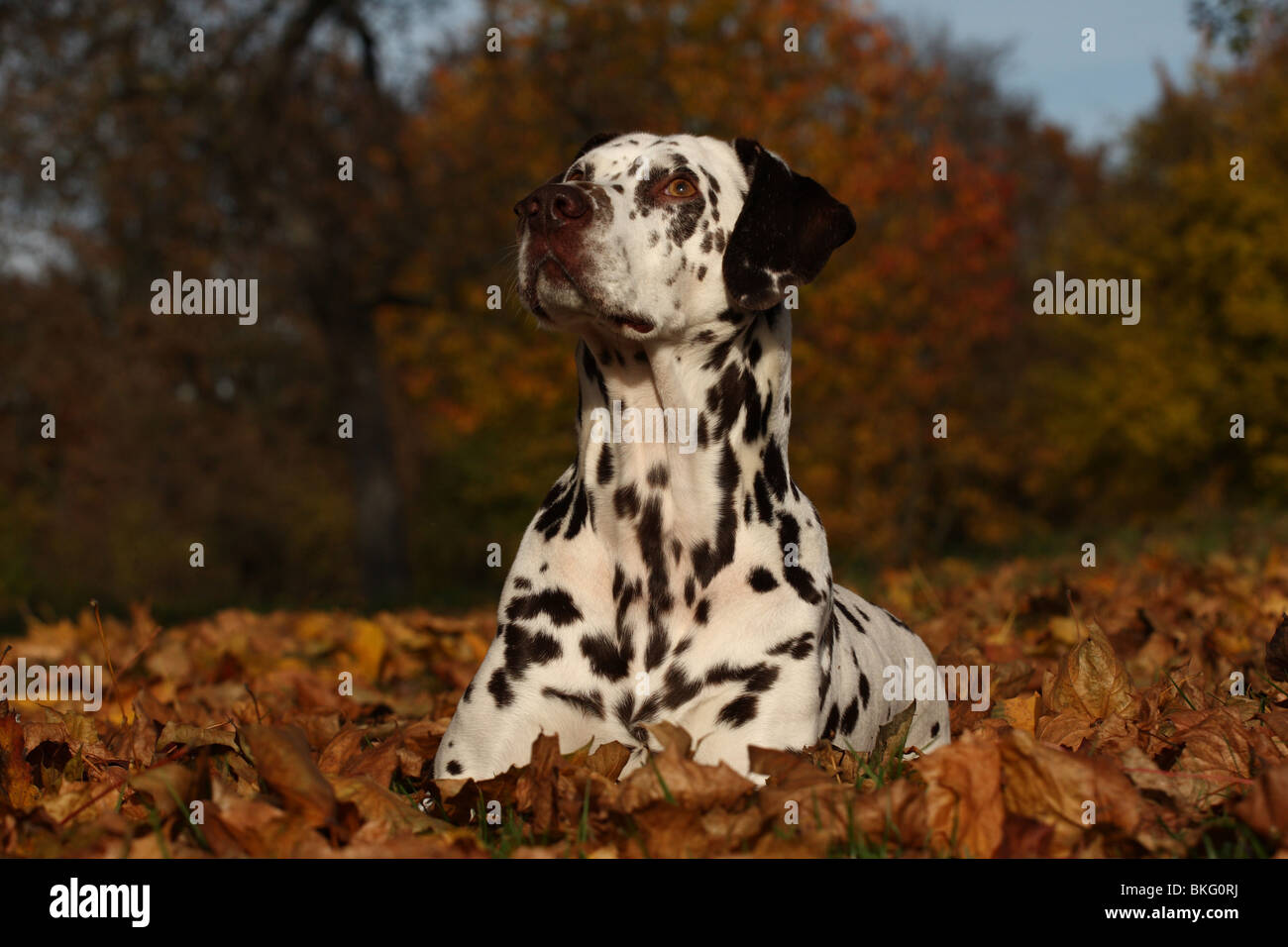 Dalmatiner / Dalmatian Stock Photo - Alamy