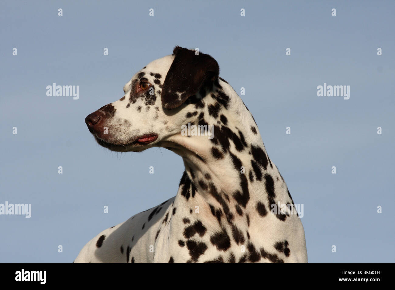 Dalmatiner Portrait / Dalmatian Portrait Stock Photo - Alamy