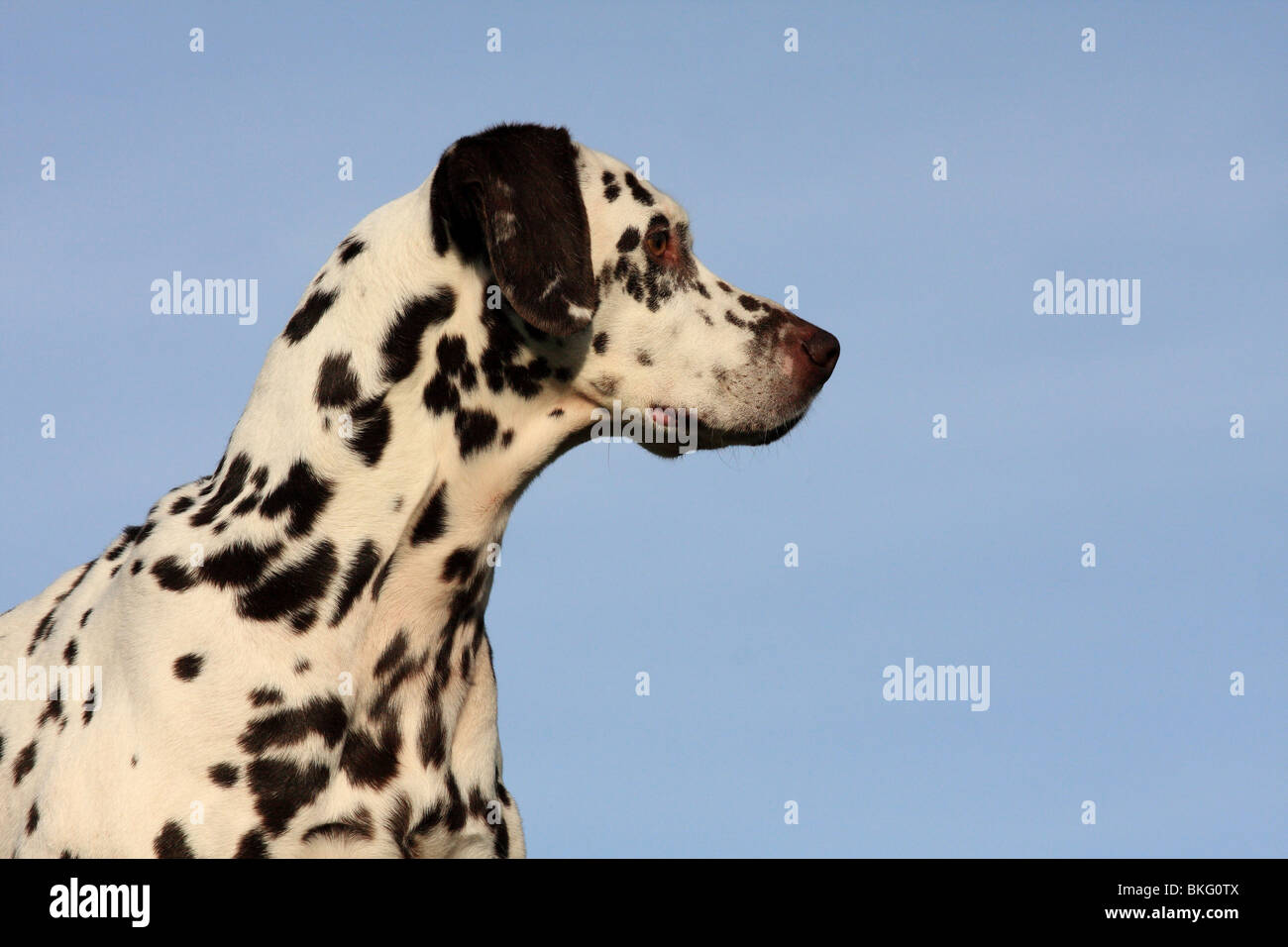 Dalmatiner Portrait / Dalmatian Portrait Stock Photo - Alamy