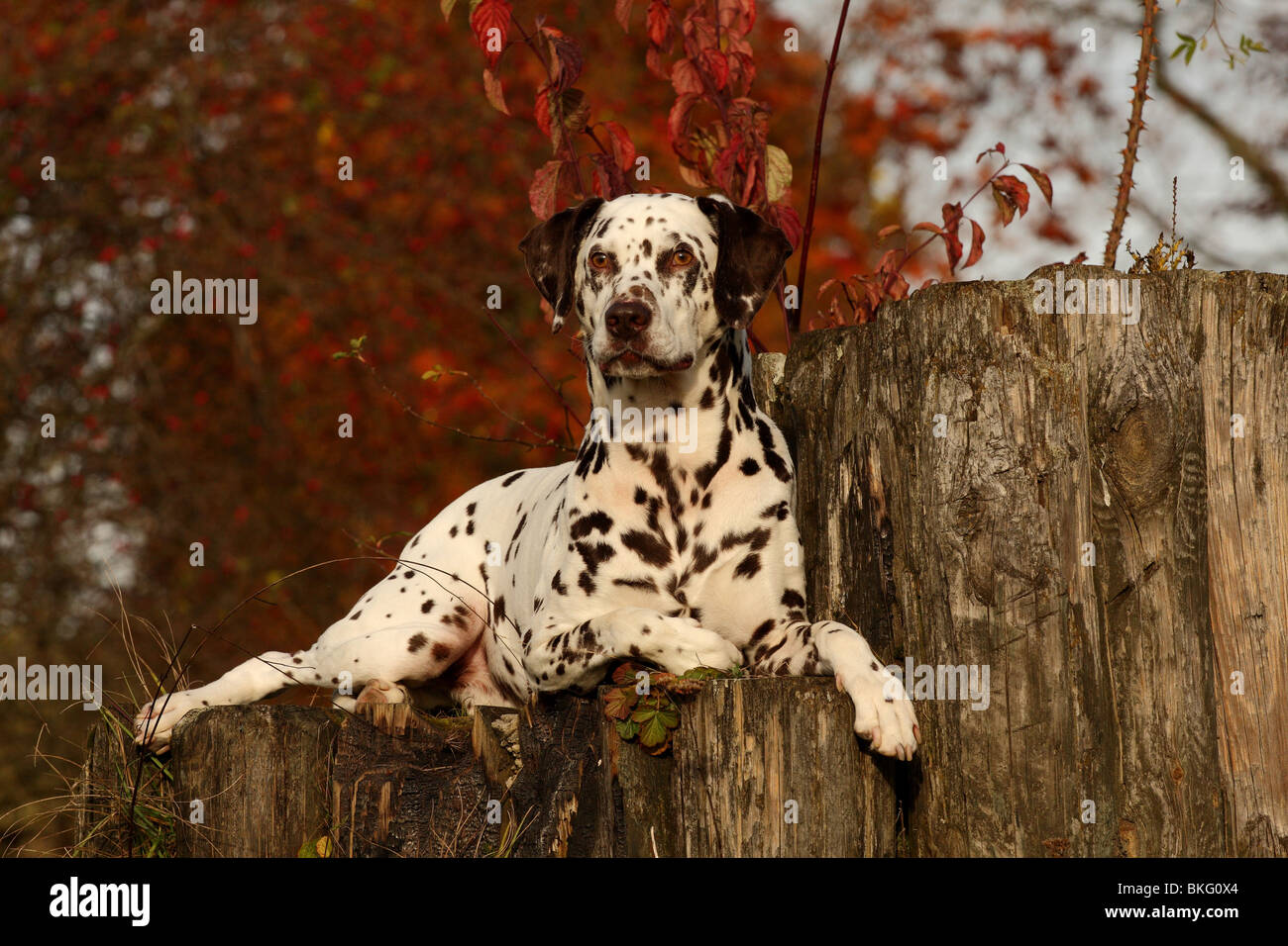 Dalmatiner / Dalmatian Stock Photo - Alamy