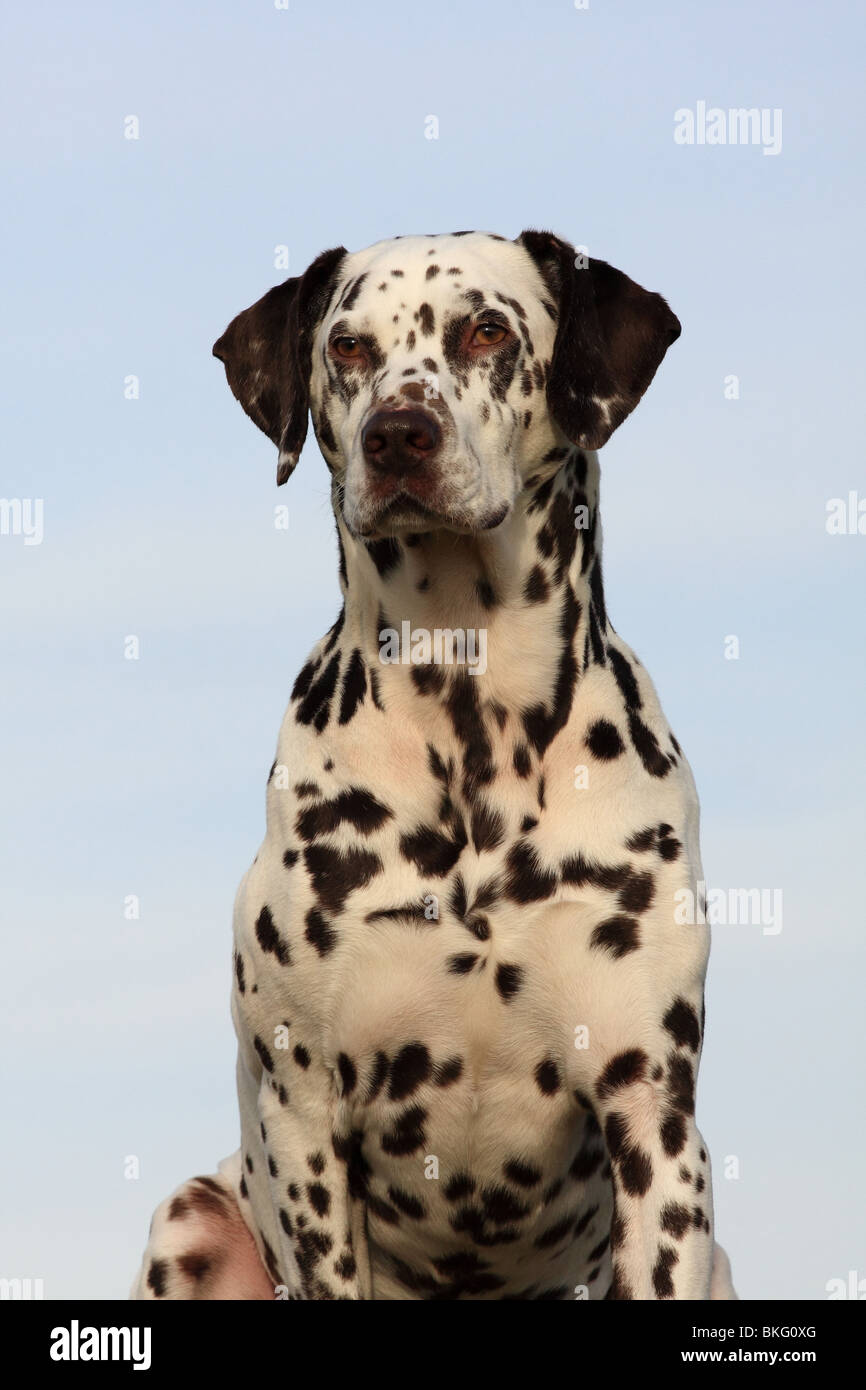 Dalmatiner Portrait / Dalmatian Portrait Stock Photo - Alamy