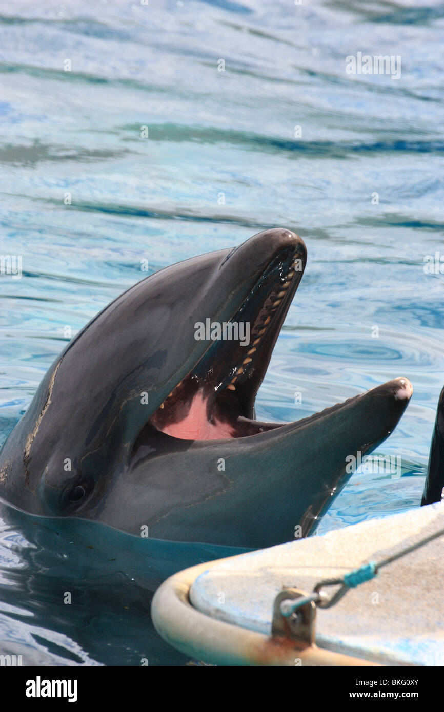 CLOSE UP PHOTOS OF DOLPHINS IN A POOL BDA Stock Photo - Alamy