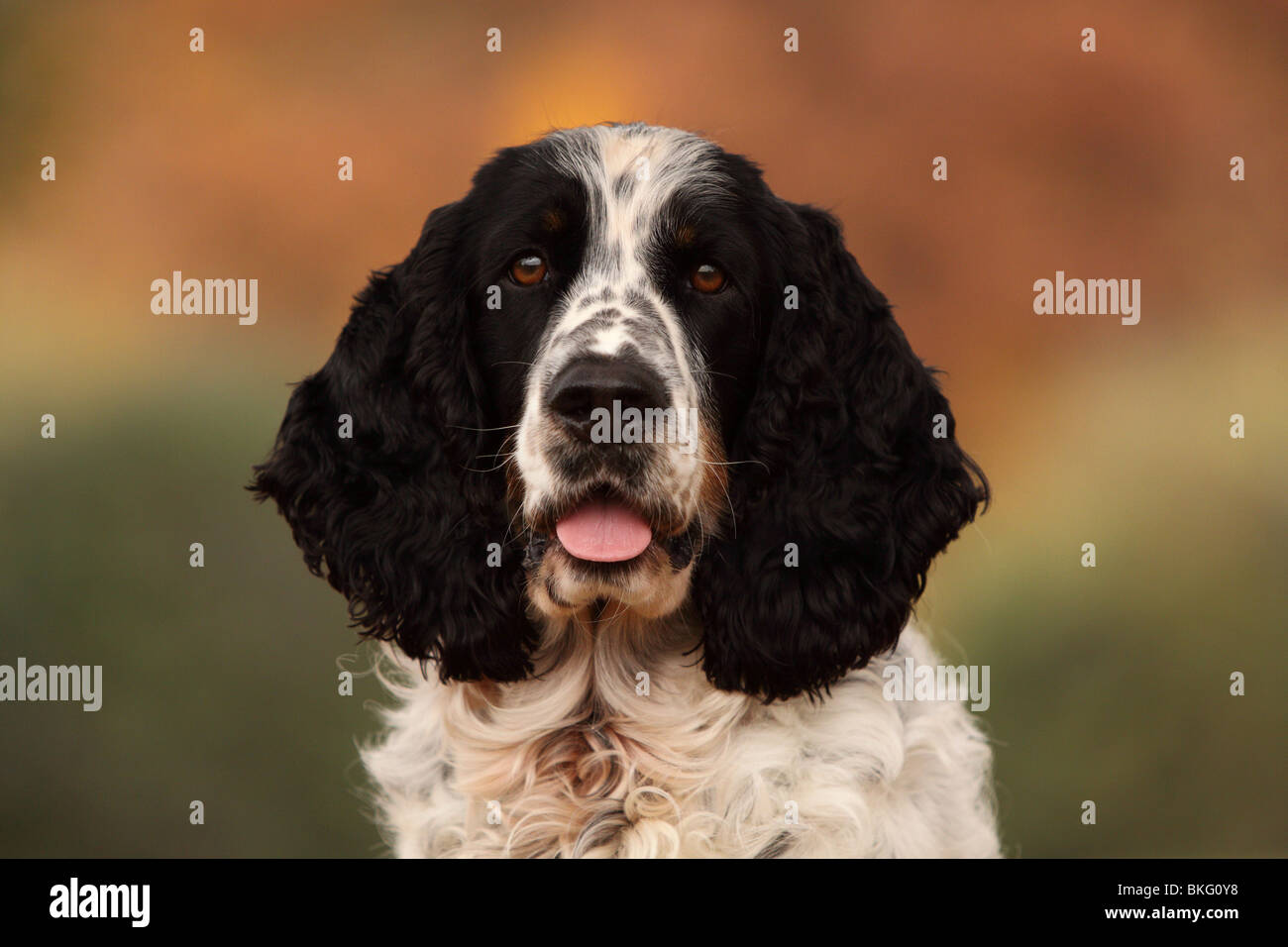 English Springer Spaniel Portrait Stock Photo - Alamy