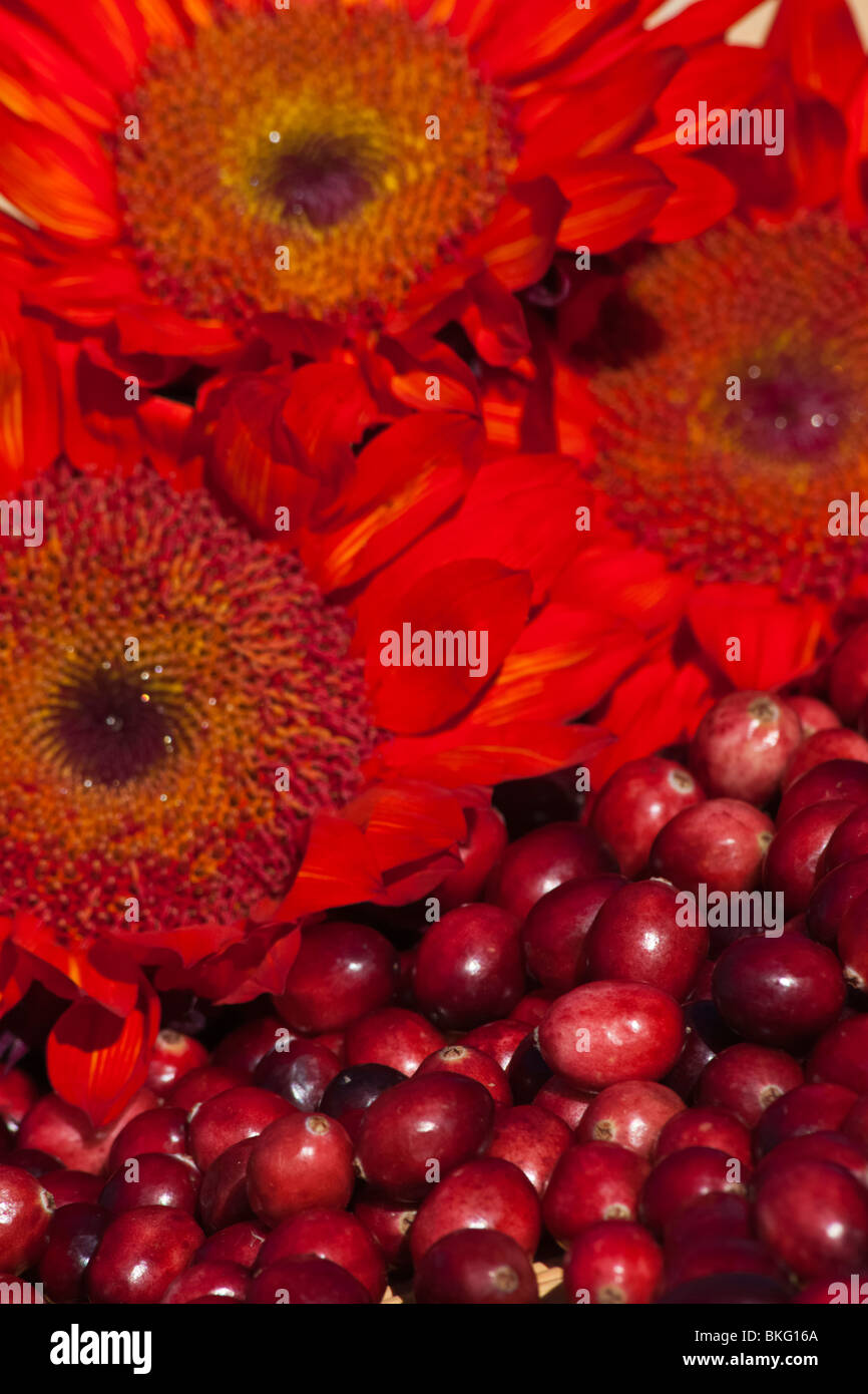 Bright pictures of flowers and fruits hi-res stock photography and ...