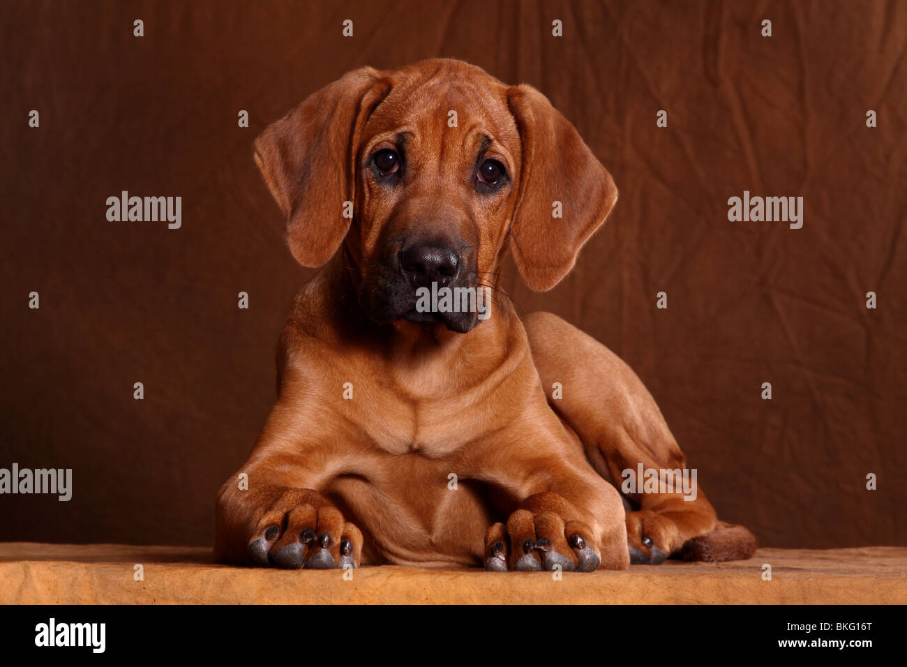 junger Rhodesian Ridgeback / young Rhodesian Ridgeback Stock Photo - Alamy