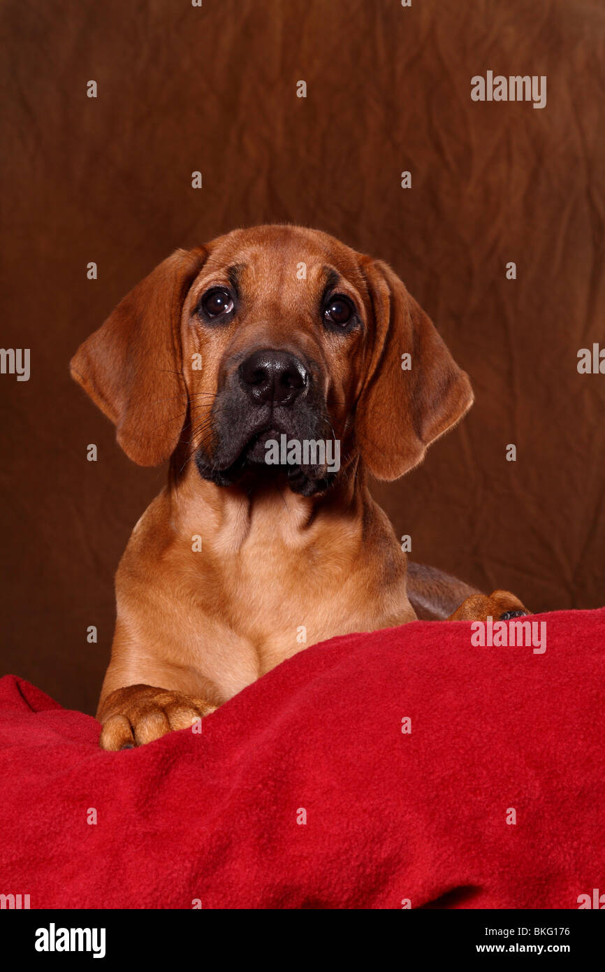 junger Rhodesian Ridgeback / young Rhodesian Ridgeback Stock Photo - Alamy