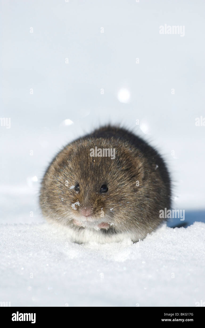 Meadow vole hi-res stock photography and images - Alamy