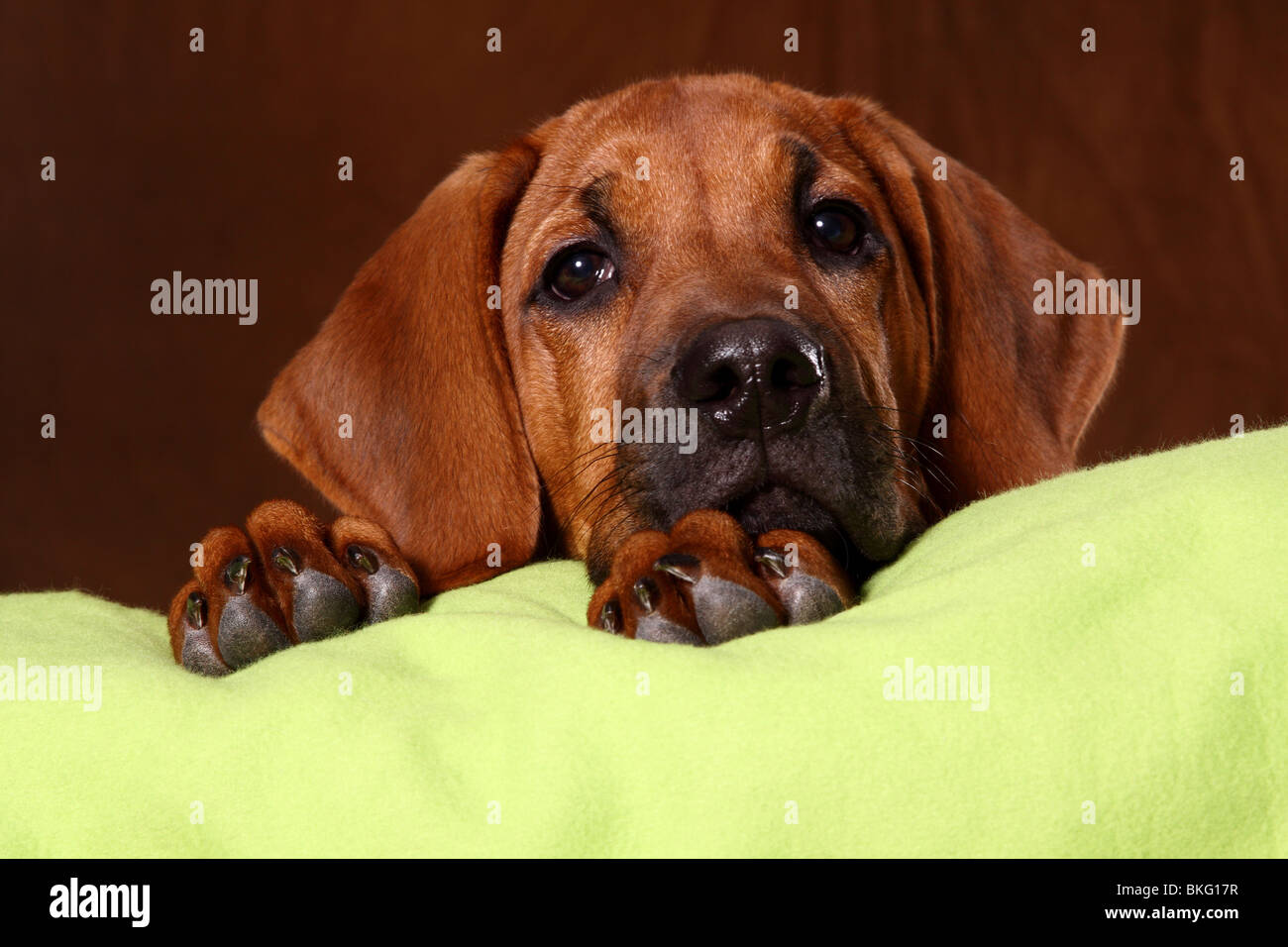 junger Rhodesian Ridgeback / young Rhodesian Ridgeback Stock Photo - Alamy
