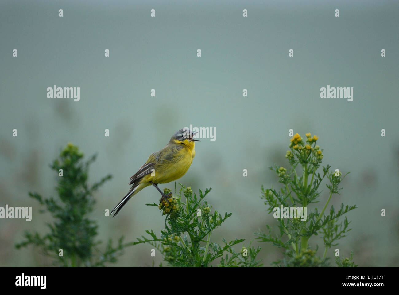 Singing male Blue-headed Wagtail on a foggy morning Stock Photo - Alamy