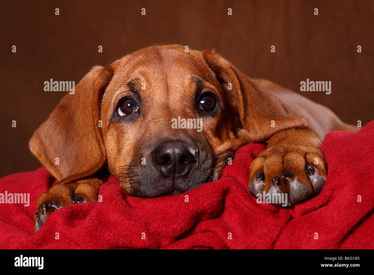 junger Rhodesian Ridgeback / young Rhodesian Ridgeback Stock Photo - Alamy