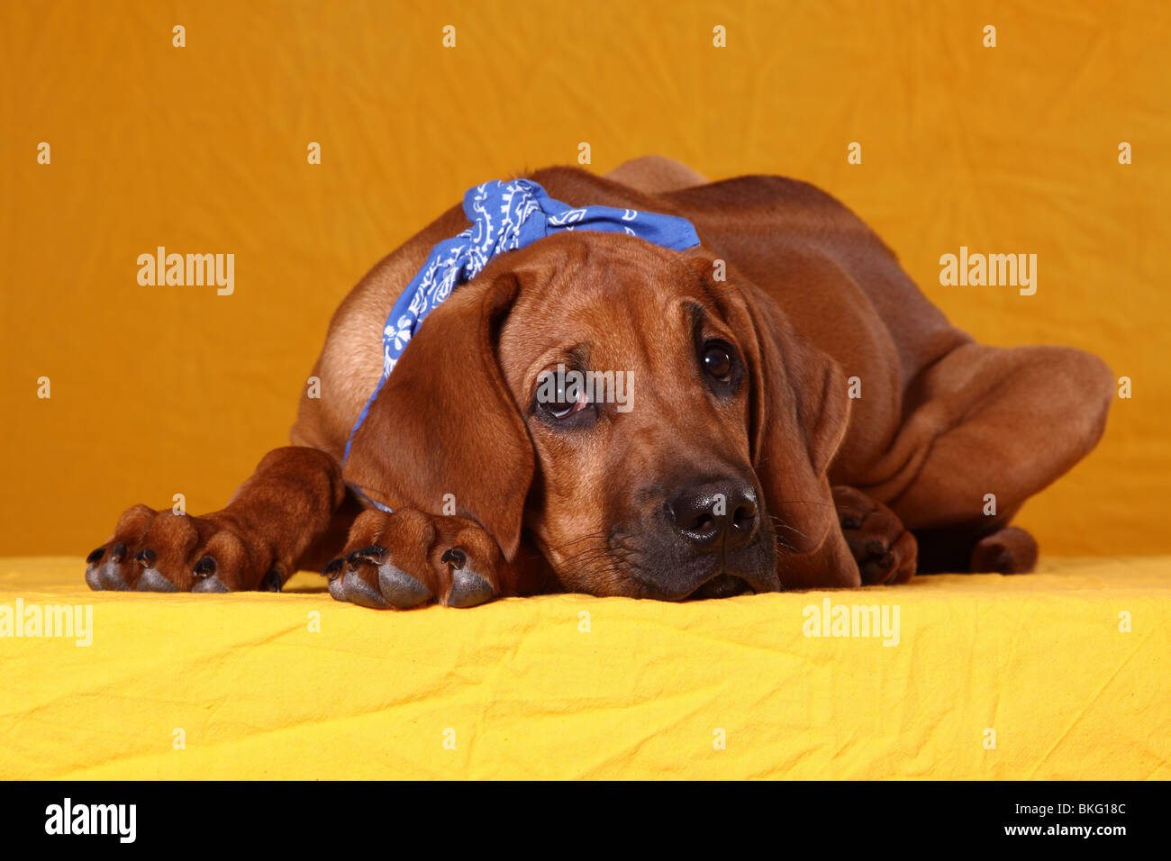 junger Rhodesian Ridgeback / young Rhodesian Ridgeback Stock Photo - Alamy