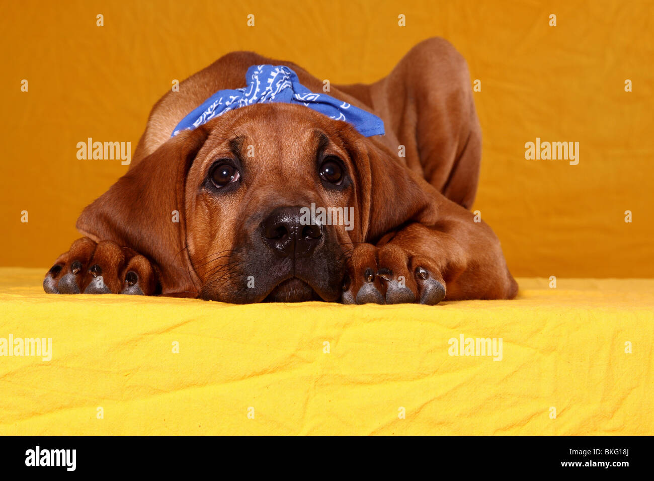 junger Rhodesian Ridgeback / young Rhodesian Ridgeback Stock Photo - Alamy