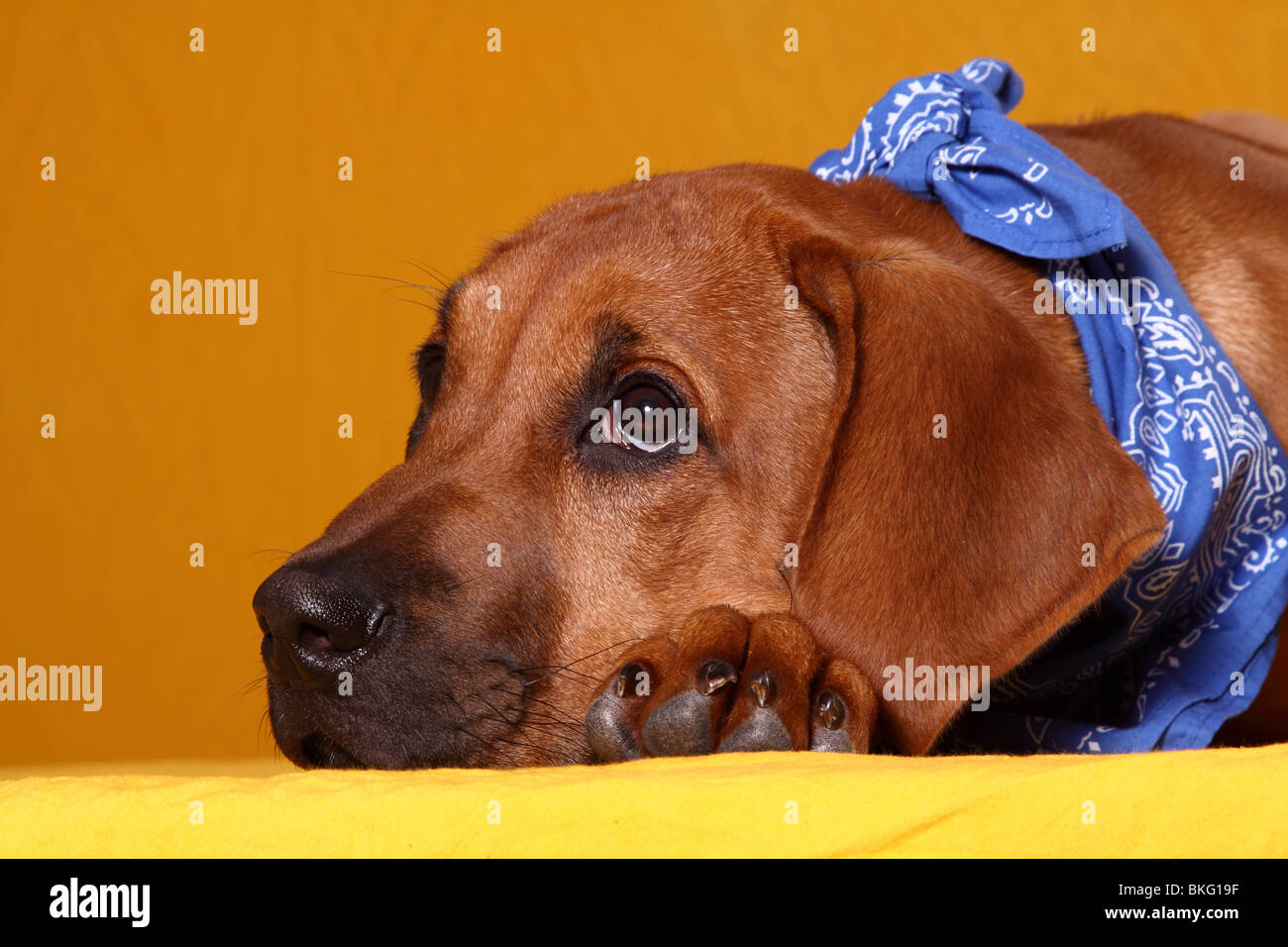 junger Rhodesian Ridgeback / young Rhodesian Ridgeback Stock Photo - Alamy
