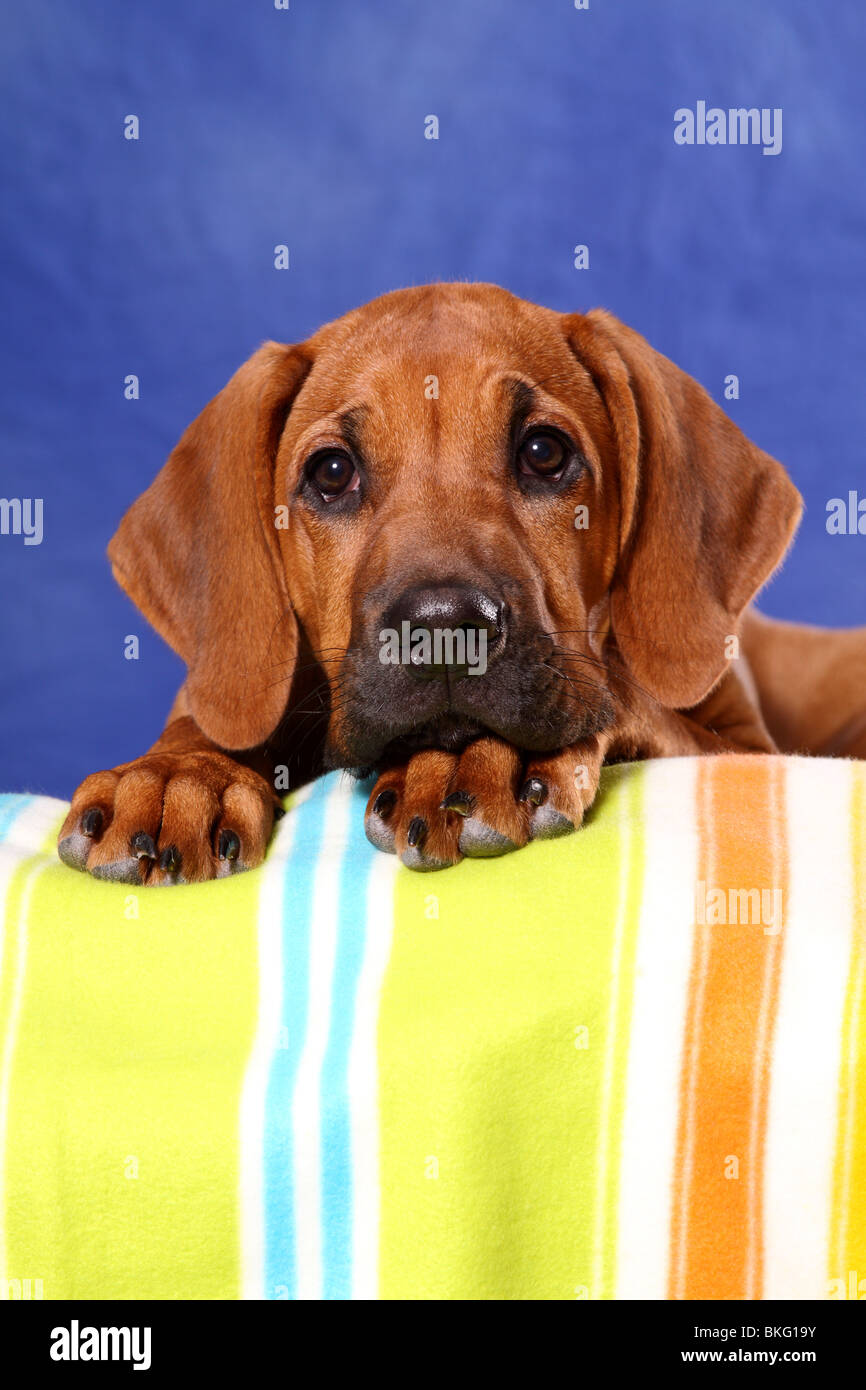junger Rhodesian Ridgeback / young Rhodesian Ridgeback Stock Photo - Alamy