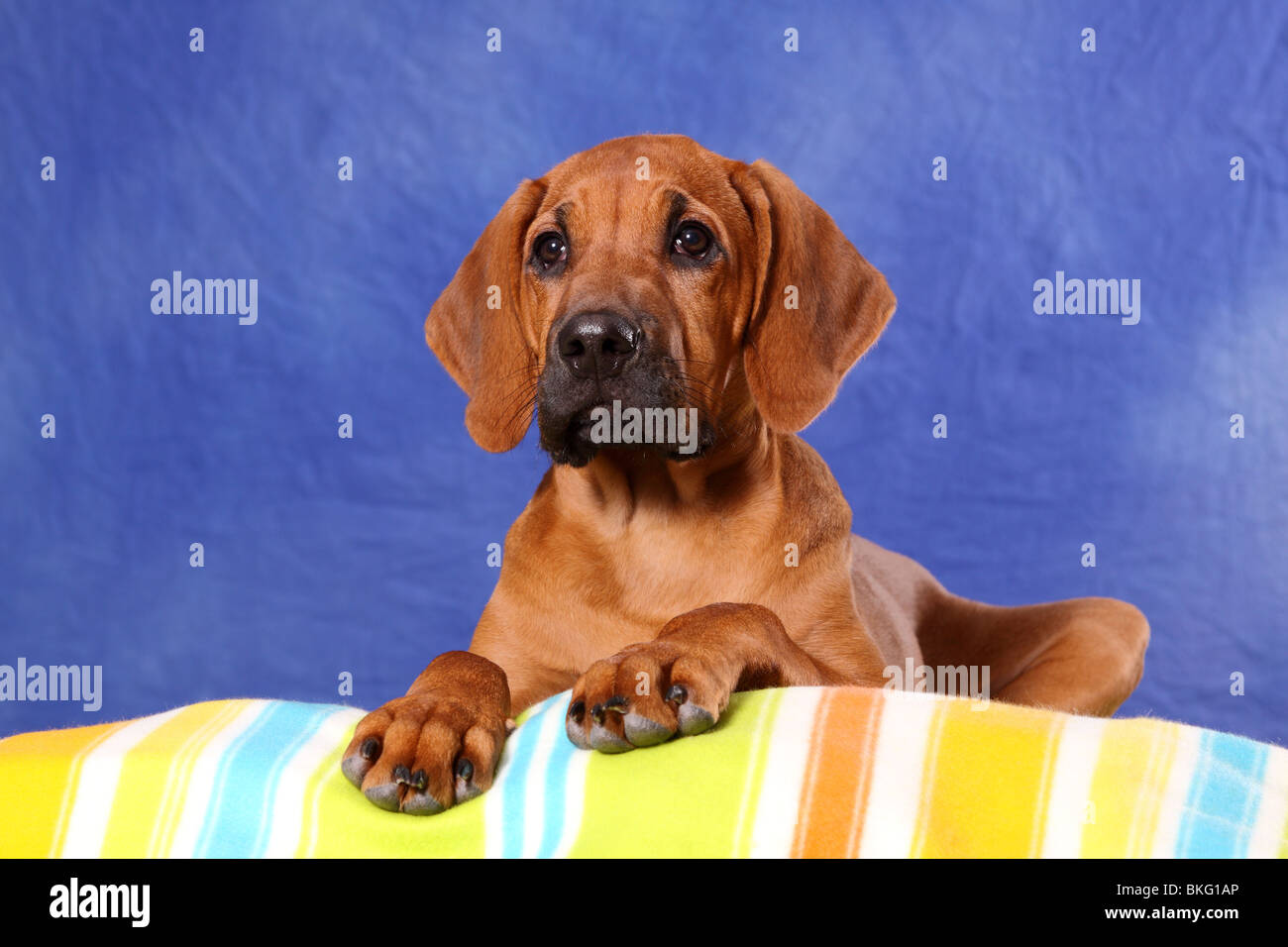 junger Rhodesian Ridgeback / young Rhodesian Ridgeback Stock Photo - Alamy