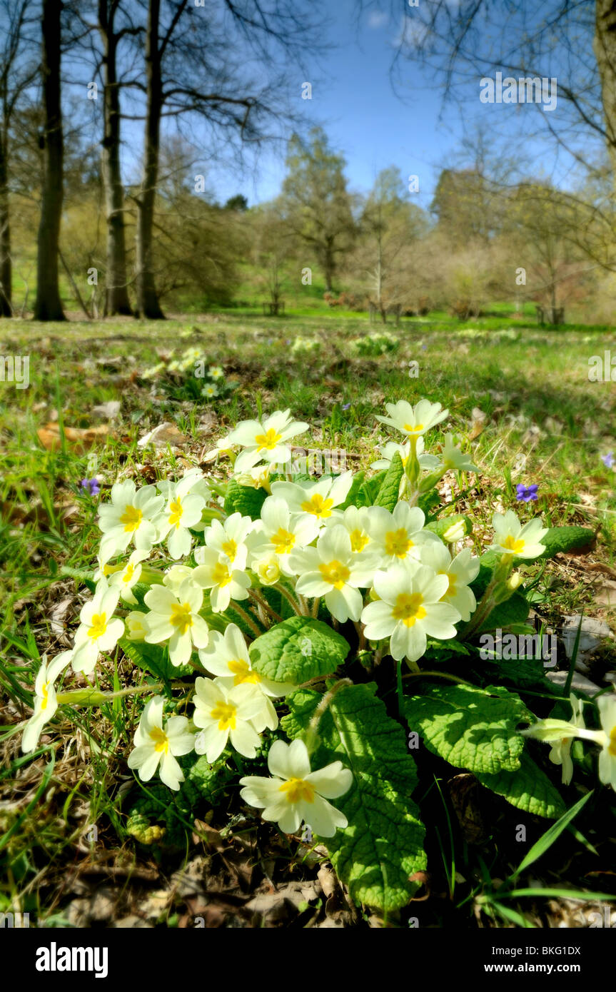 Wild primroses uk hi-res stock photography and images - Alamy