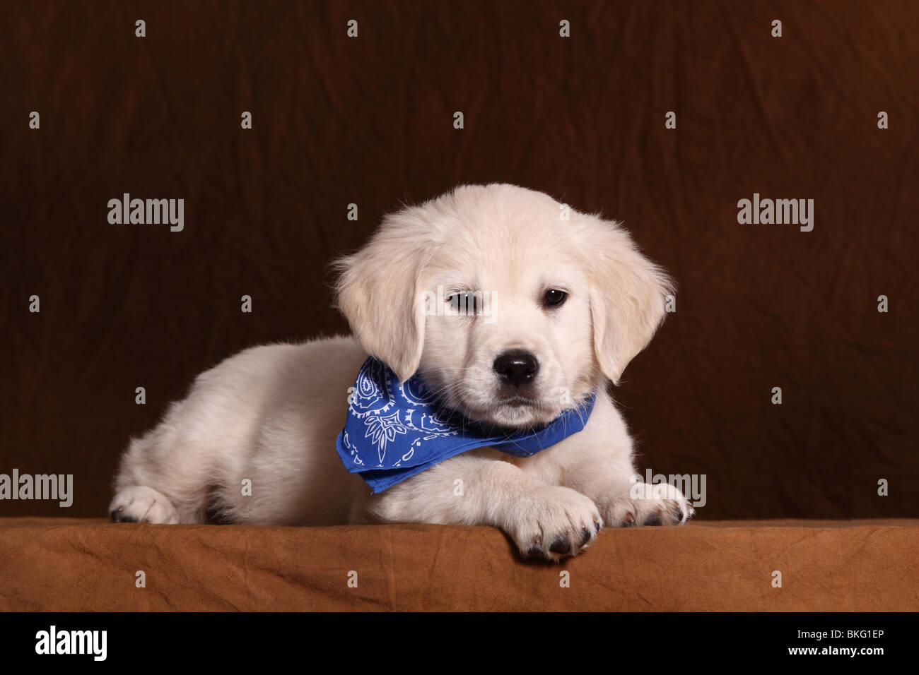 Gelber halstuch hi-res stock photography and images - Alamy
