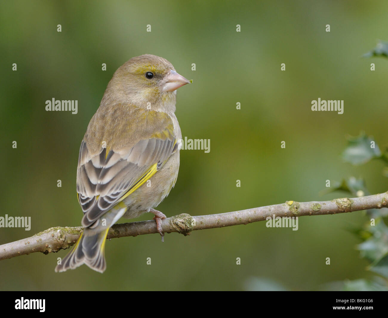 Female Greenfinch surrounded with green Stock Photo - Alamy