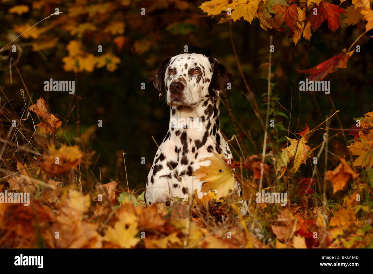 Dalmatiner / Dalmatian Stock Photo - Alamy