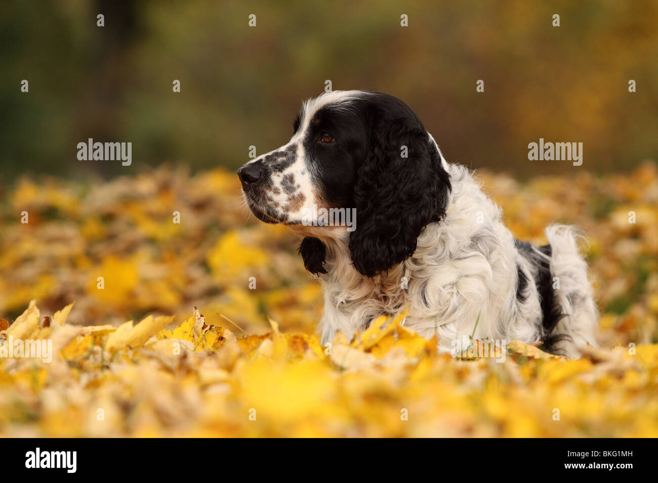 Springer hund hi-res stock photography and images - Alamy