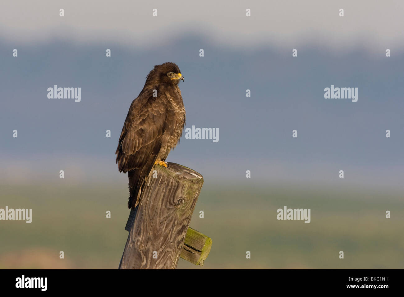 Stake out hi-res stock photography and images - Alamy