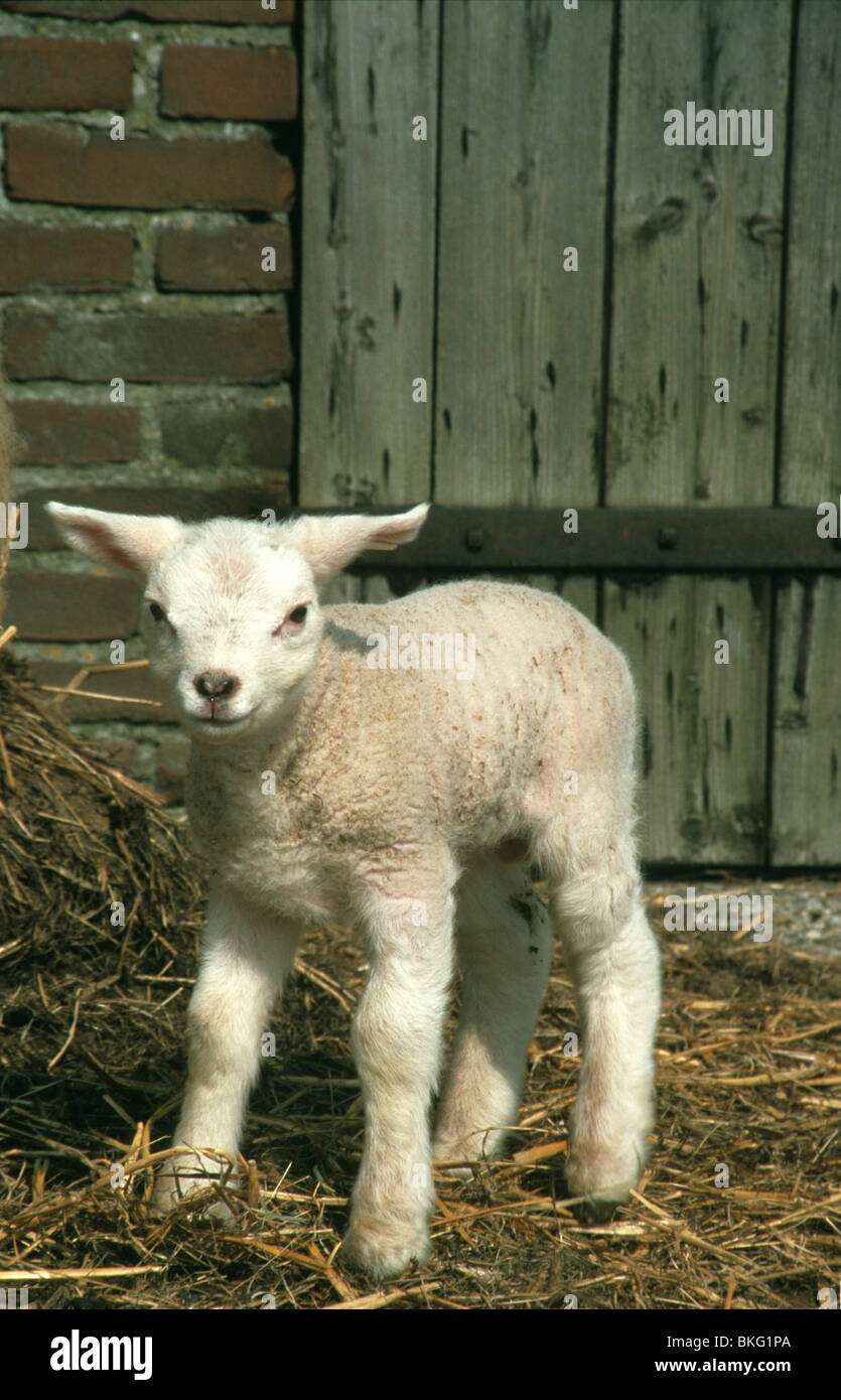 Agriculture outside hi-res stock photography and images - Alamy