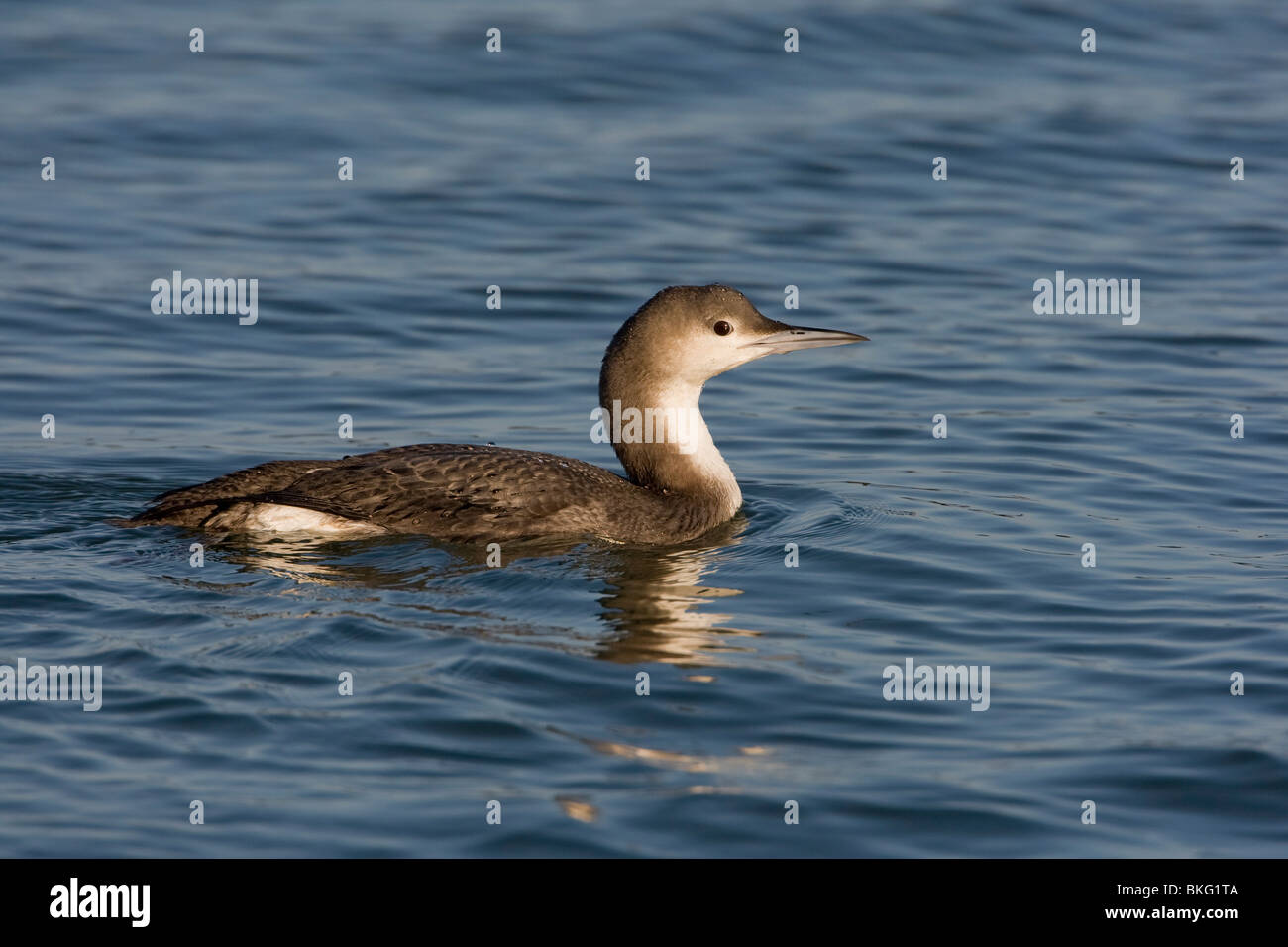 first winter Artic Loon Stock Photo - Alamy