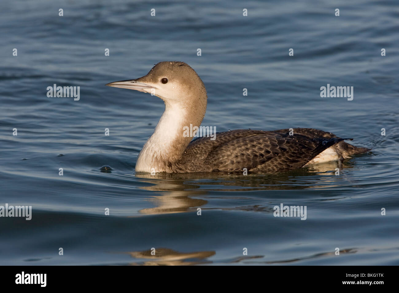 first winter Artic Loon Stock Photo - Alamy