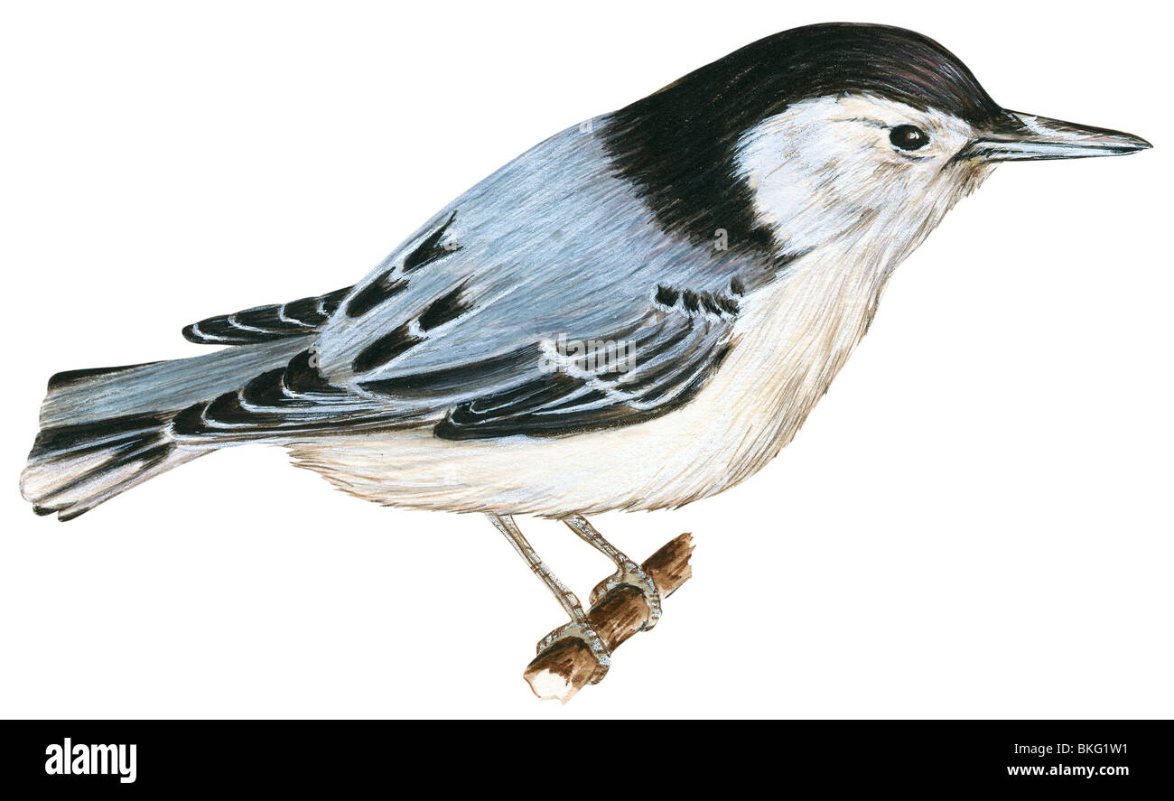 Nuthatch illustration hi-res stock photography and images - Alamy