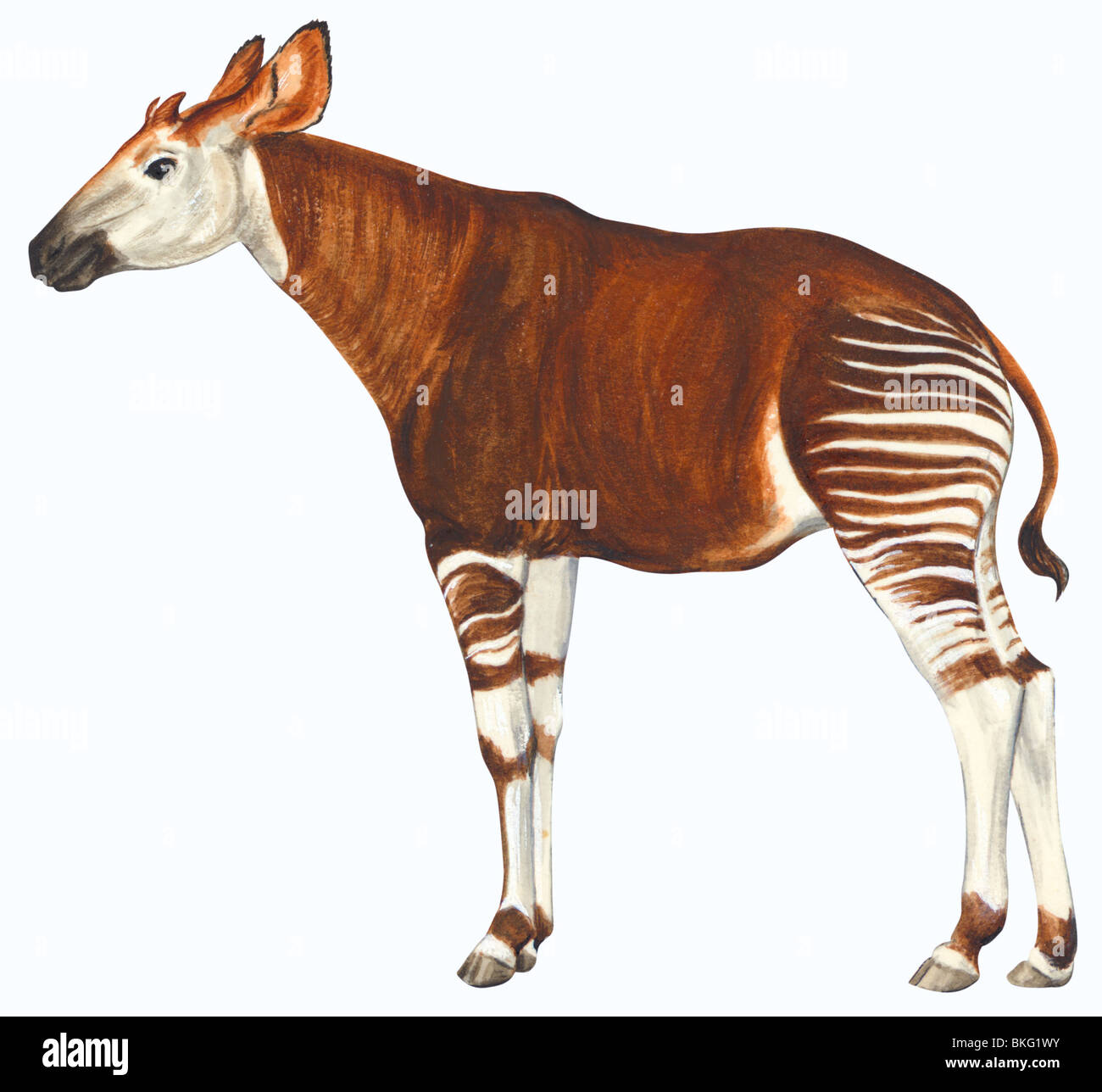 Okapi Drawing