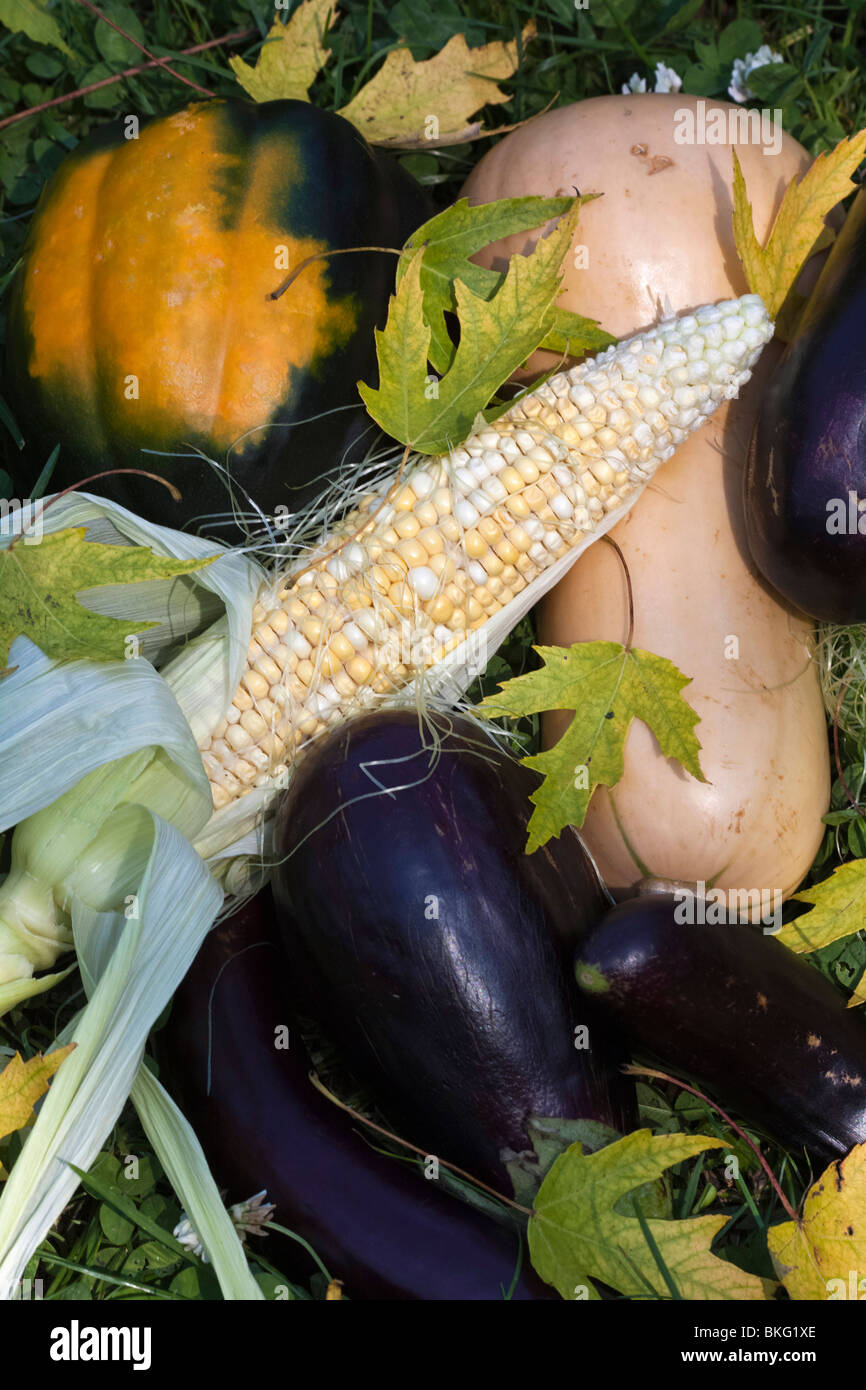 Grains hi res hi-res stock photography and images - Alamy