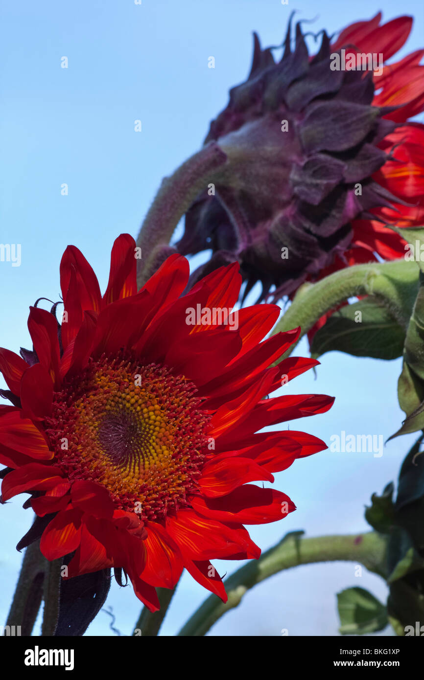 Sunflowers red on blue sky background display bunch of flowers closeup ...