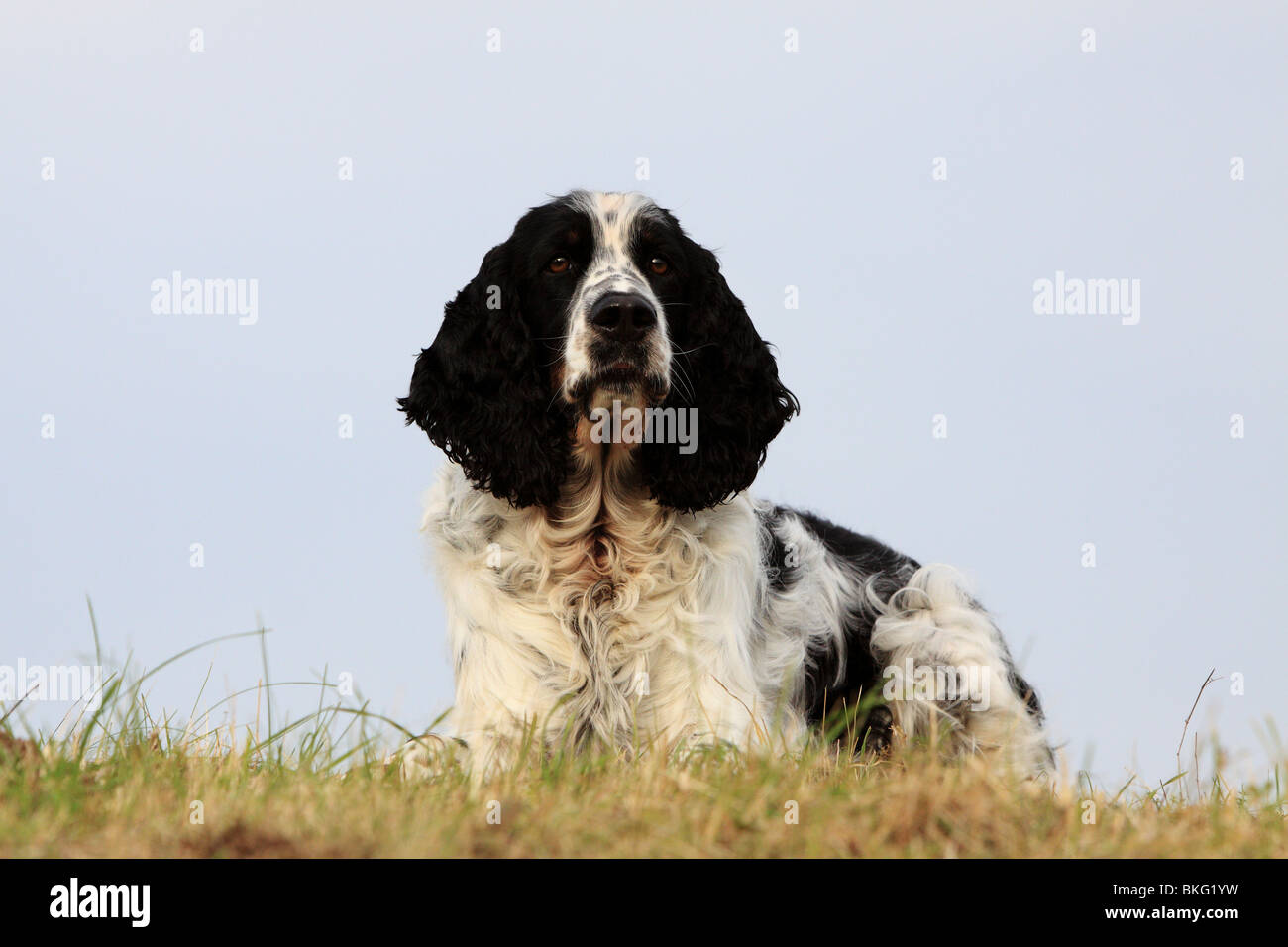 Springer hund hi-res stock photography and images - Alamy