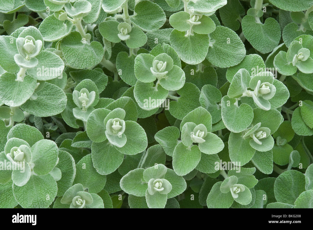 False dittany (Ballota pseudodictamnus) Mediterranean decorative ...
