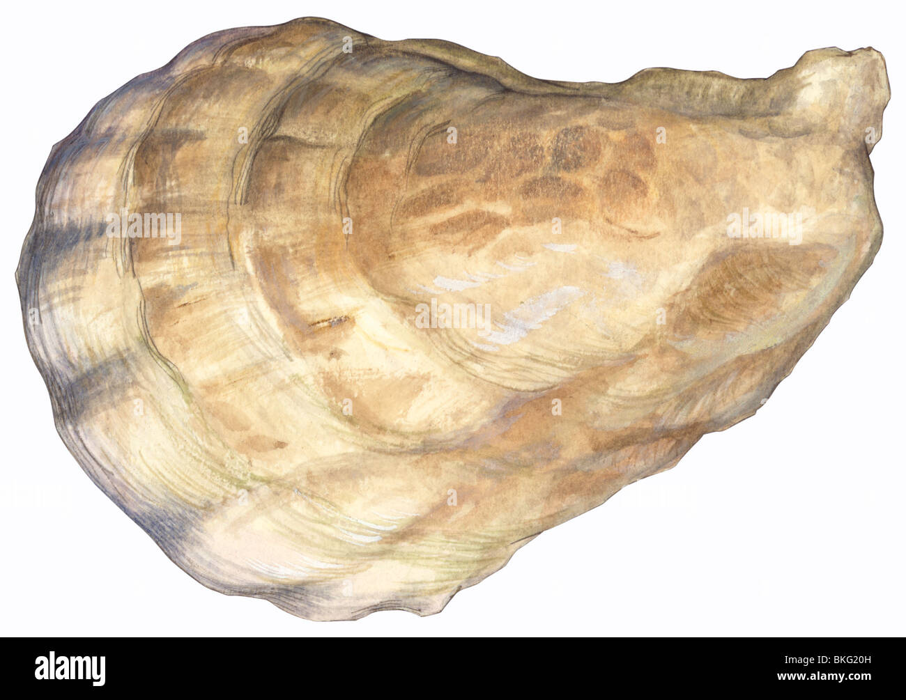 Eastern American oyster Stock Photo - Alamy