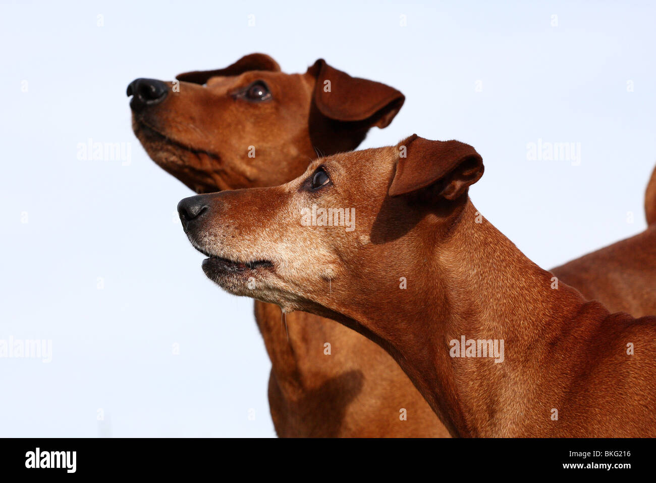 Deutsche Pinscher Portrait / German Pinscher Portrait Stock Photo - Alamy