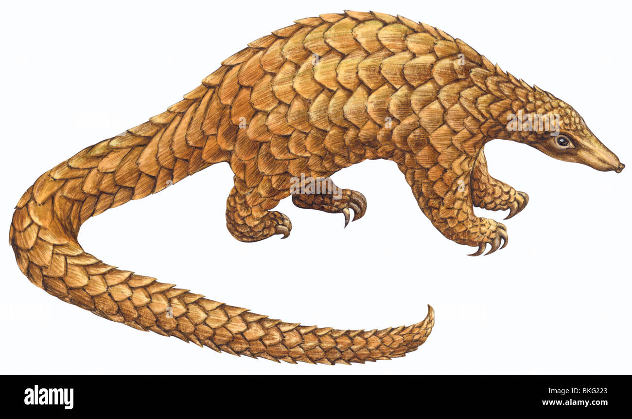 Giant Pangolin